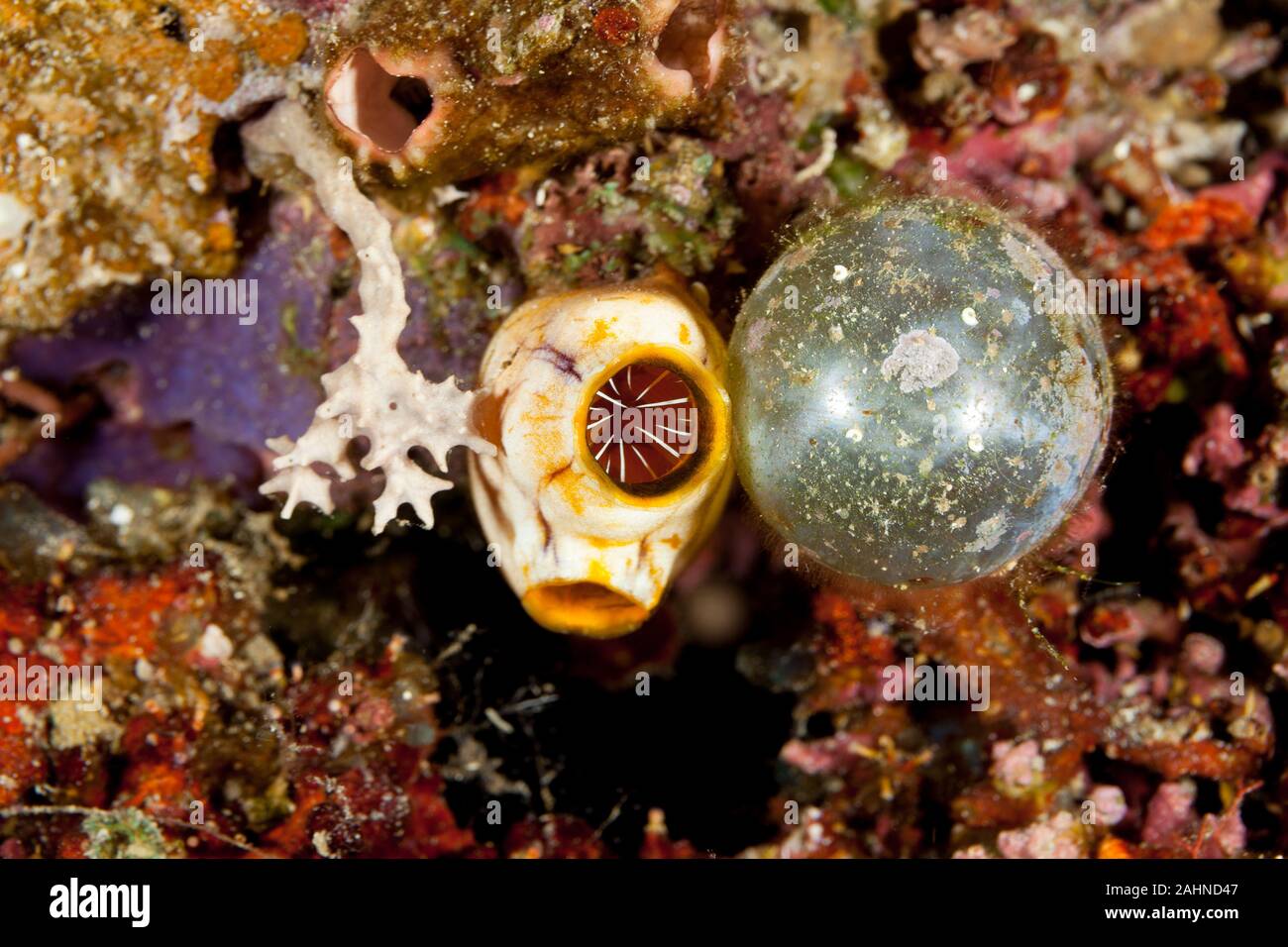 Sea squirt, tunicate, or ascidian living on the reef Stock Photo - Alamy