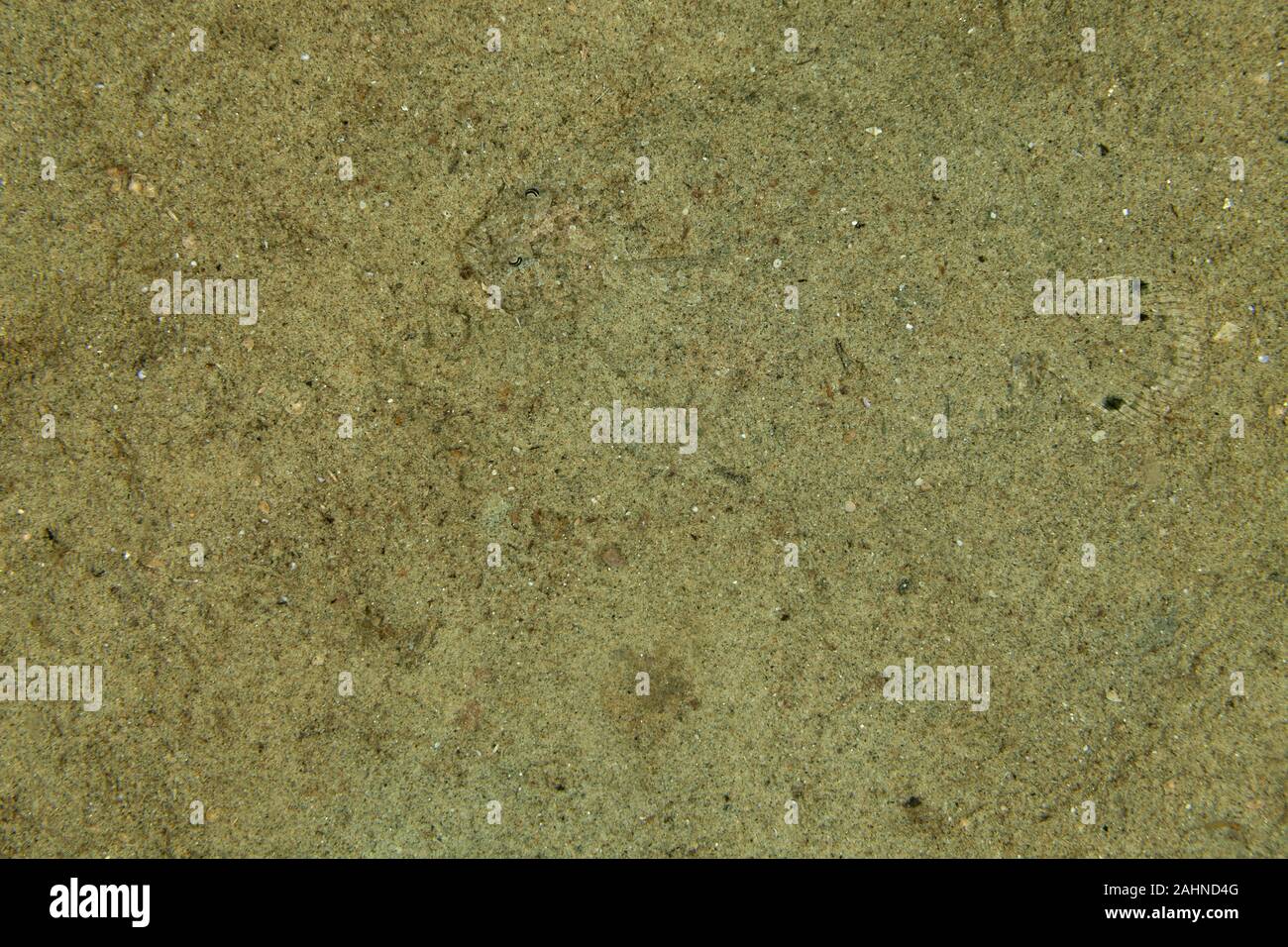 camouflaged Flatfish, Flounder Stock Photo - Alamy