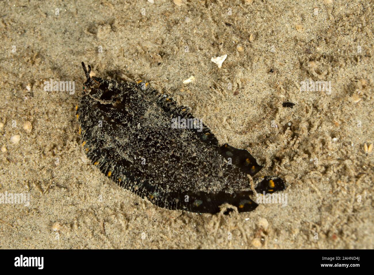 Black Flatfish on sand Stock Photo - Alamy