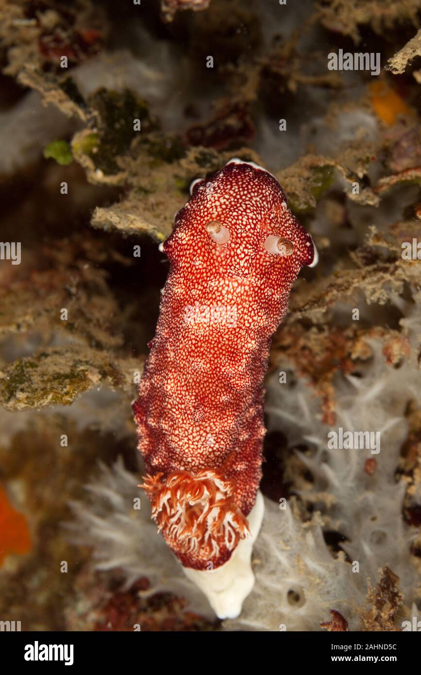 Chromodoris reticulata sea slug hi-res stock photography and images - Alamy