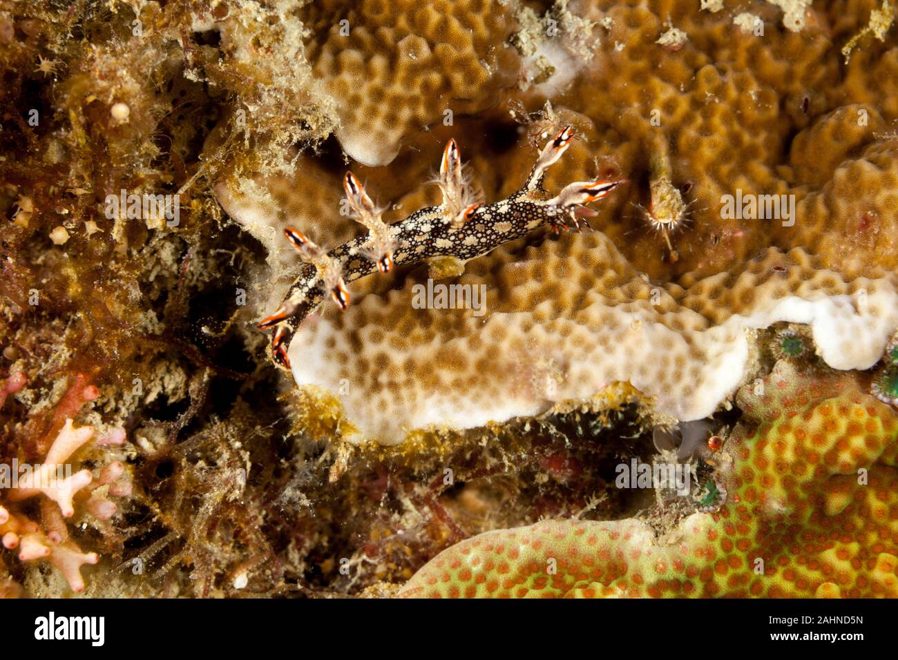 Snakey Bornella, Eel Bornella, Bornella anguilla is a species of sea ...