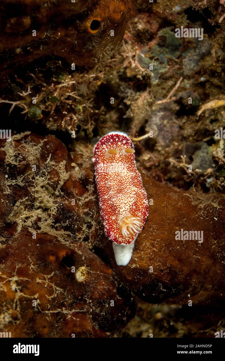 Red-White Chromodoris sea slug, Chromodoris reticulata Stock Photo - Alamy