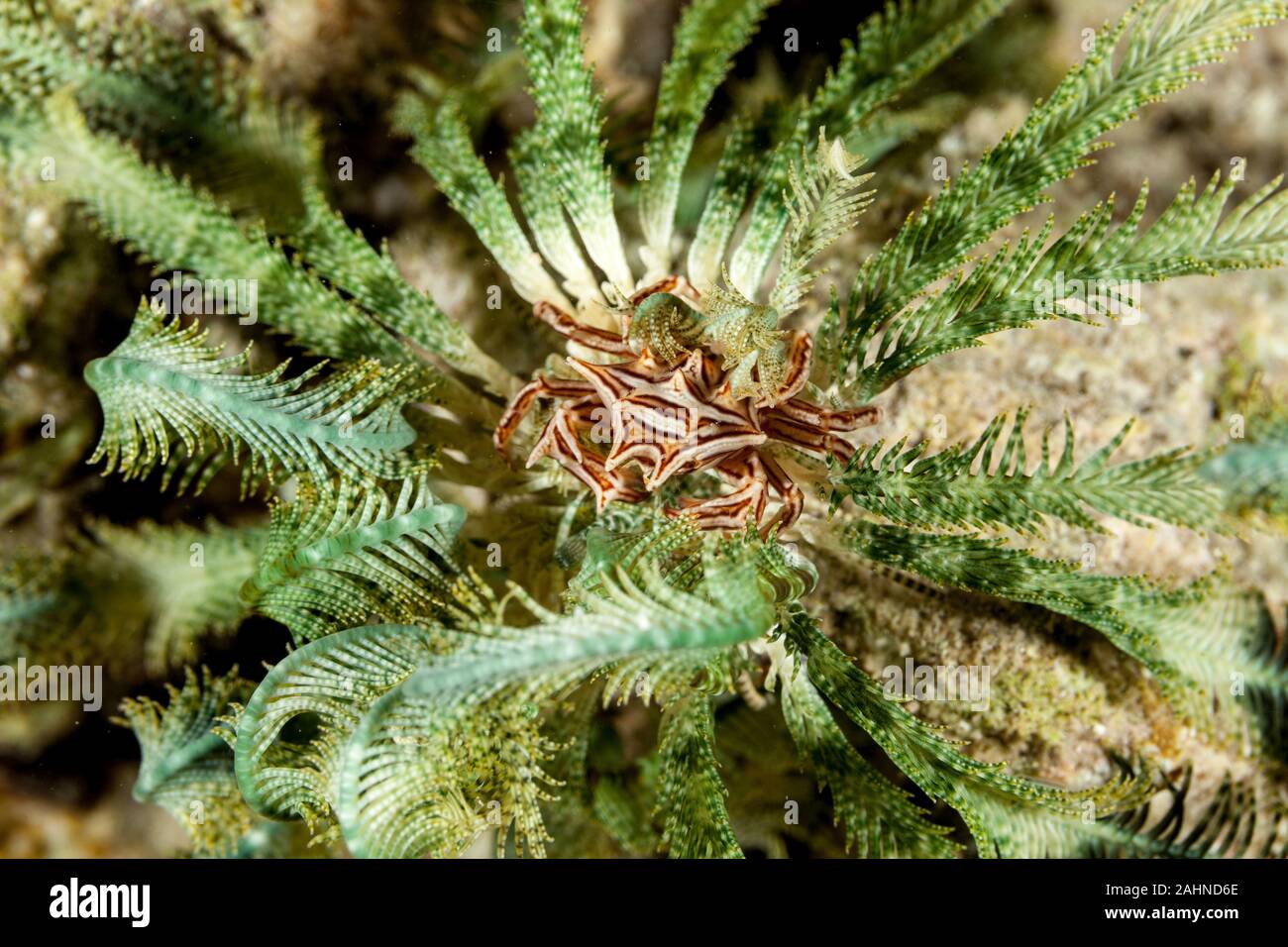 Red Sea feather star crab, Tiaramedon spinosus Stock Photo - Alamy