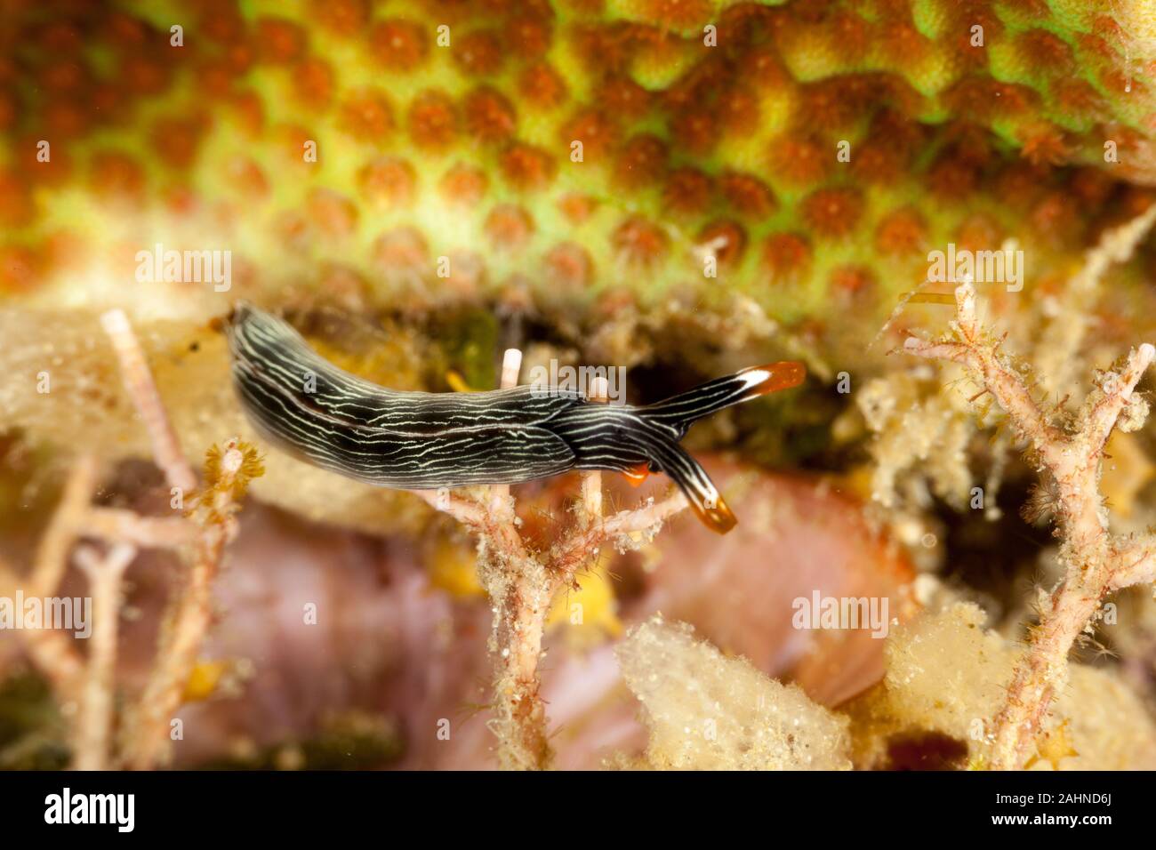 Sapsucking Slug, Thuridilla gracilis is a species of sea slug, a ...