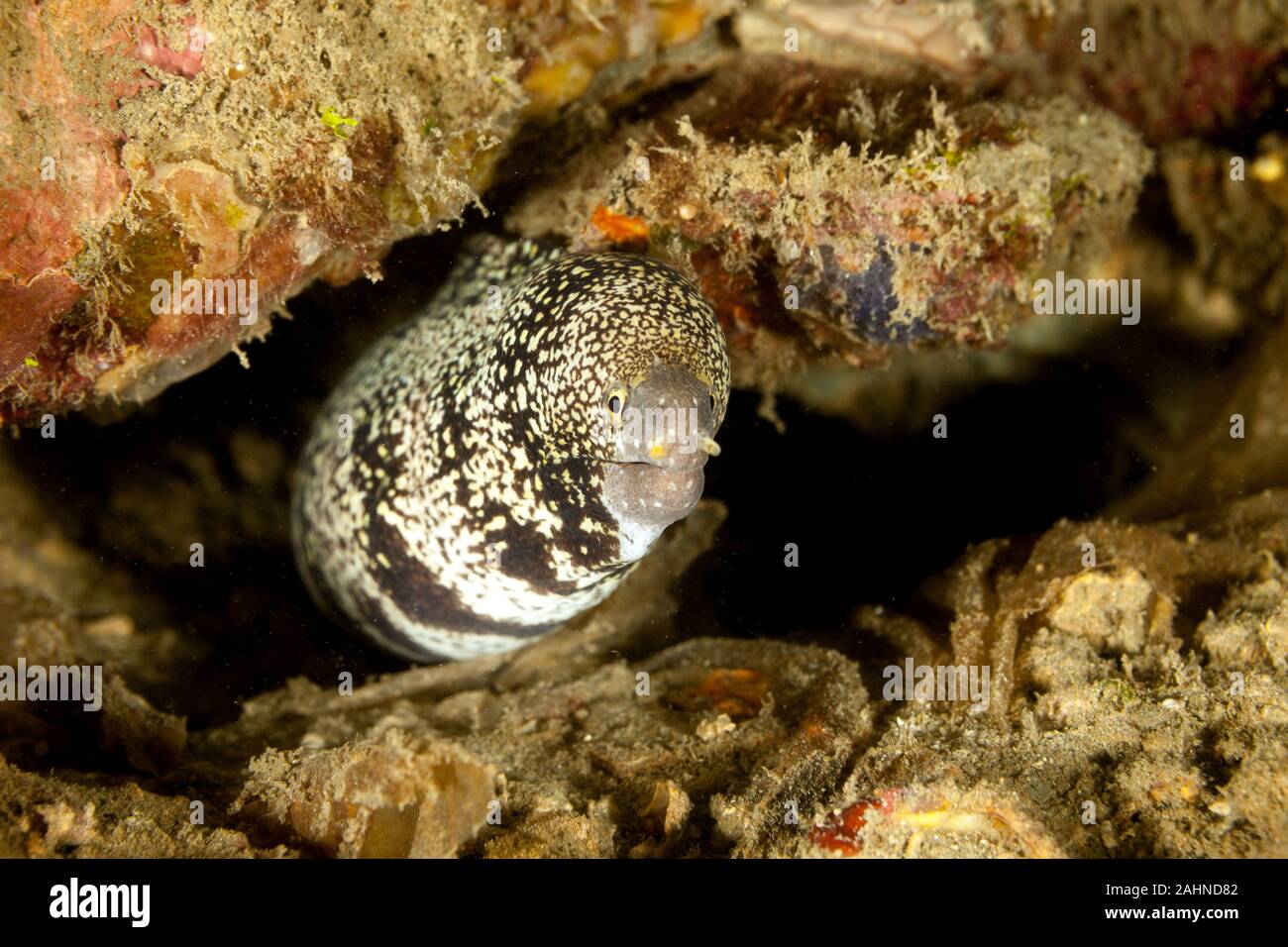 The snowflake moray (Echidna nebulosa) also known as the clouded moray ...