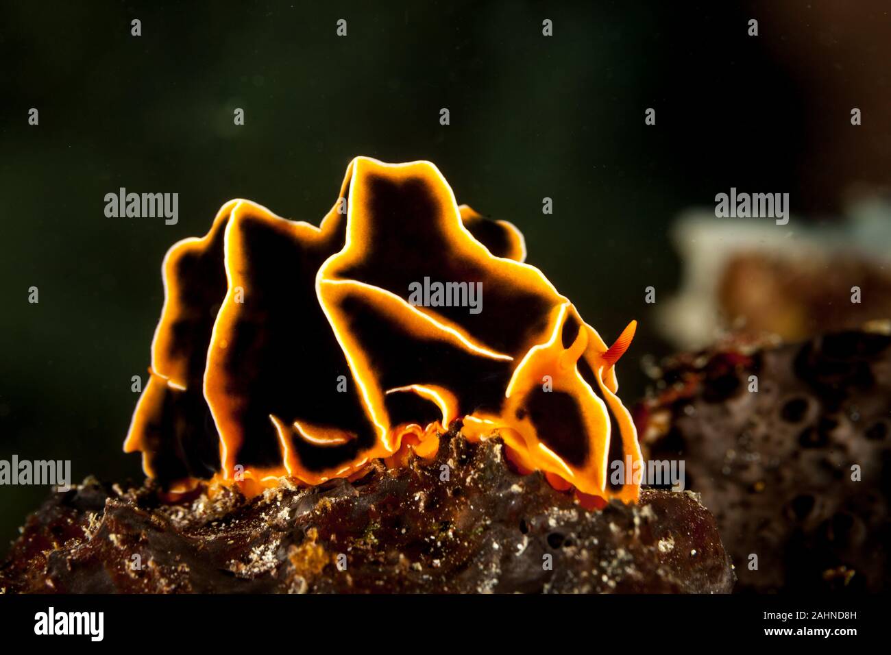 Reticulidia halgerda is a species of sea slug Stock Photo - Alamy