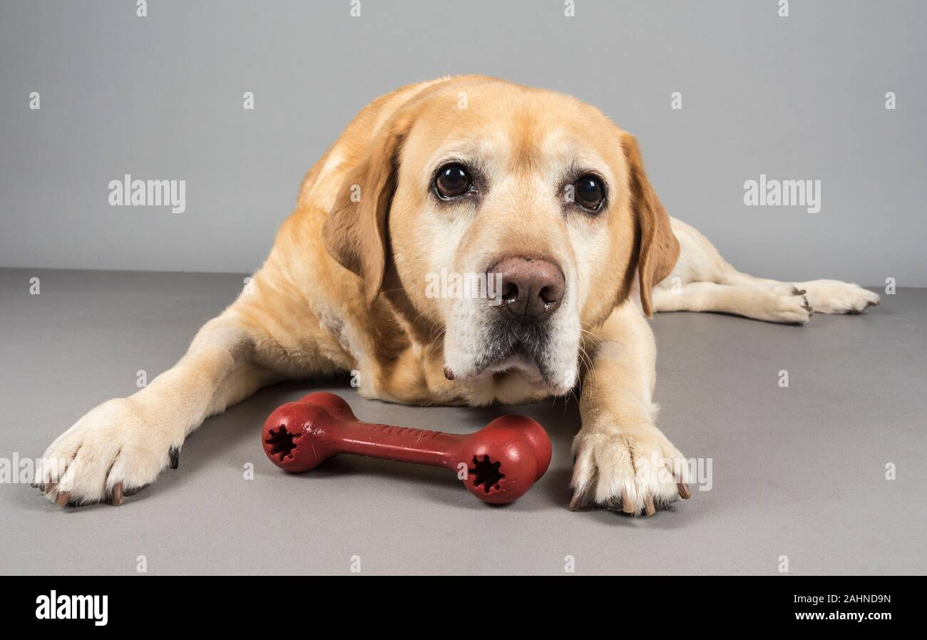 Yellow Labrador Retriever relaxing, photographed in the UK Stock Photo ...