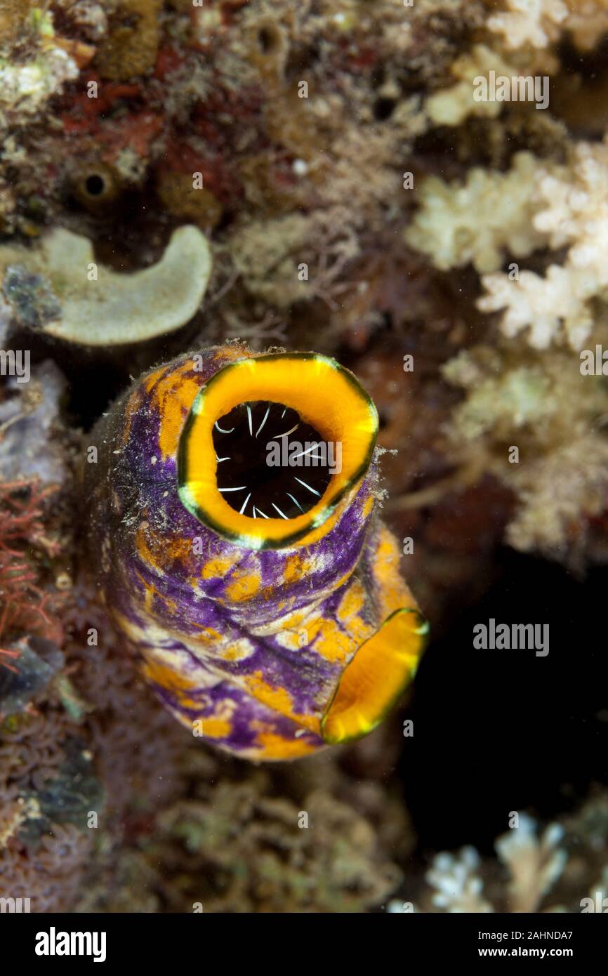 Sea squirt, tunicate, or ascidian living on the reef Stock Photo - Alamy