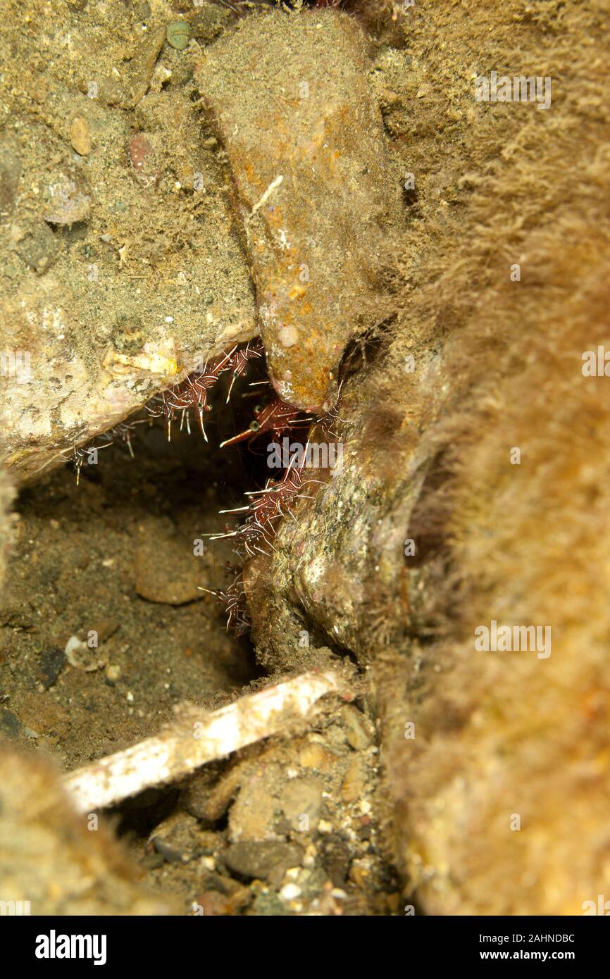 Camel shrimp, Hingebeak prawn, Rhynchocinetes durbanensis Stock Photo ...