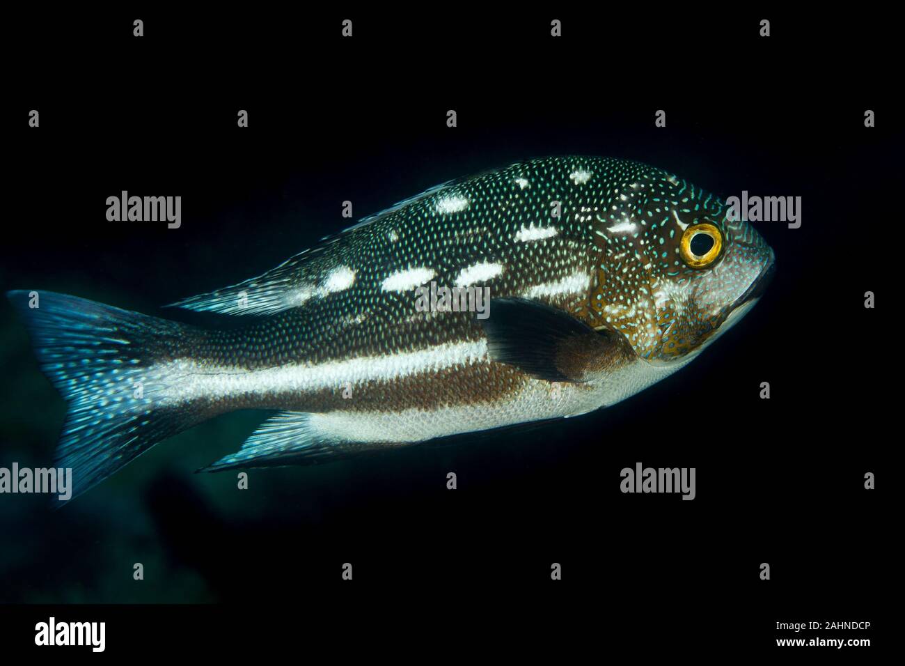 Midnight Snapper - Macolor macularis Stock Photo - Alamy