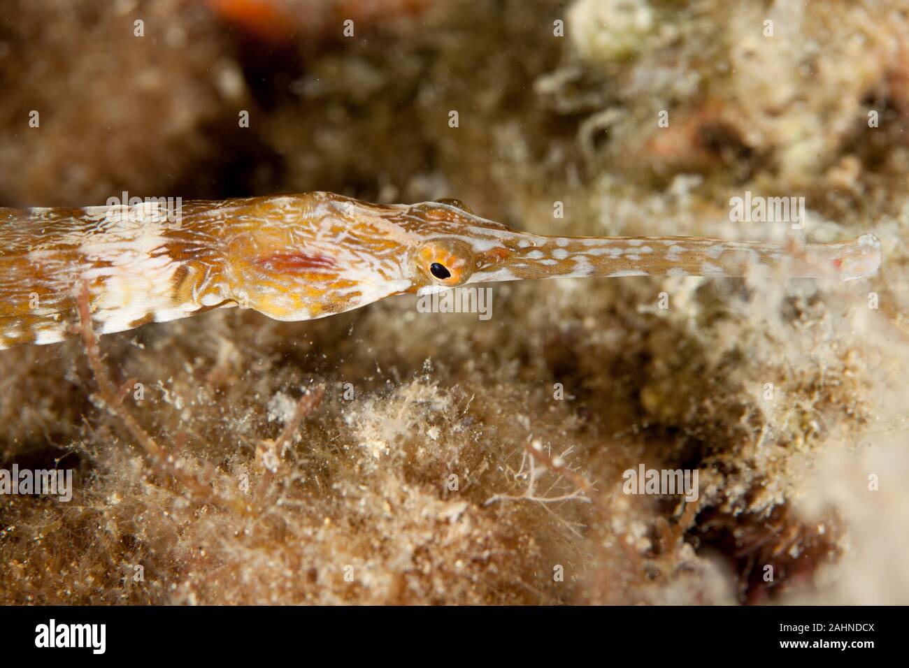 Pipefishes or pipe-fishes (Syngnathinae) are a subfamily of small ...
