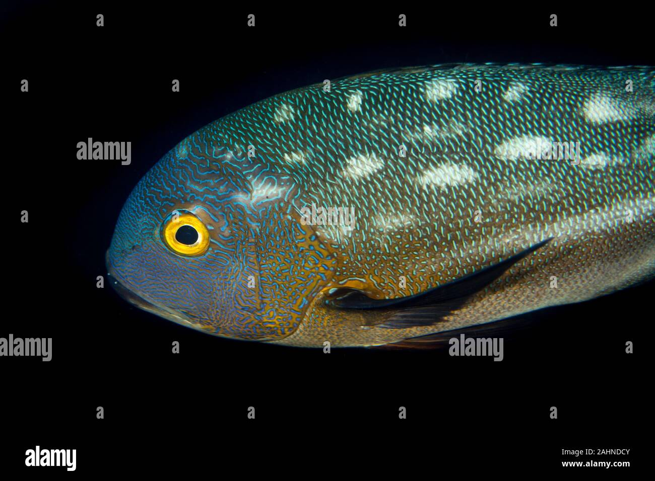 Midnight Snapper - Macolor macularis Stock Photo - Alamy