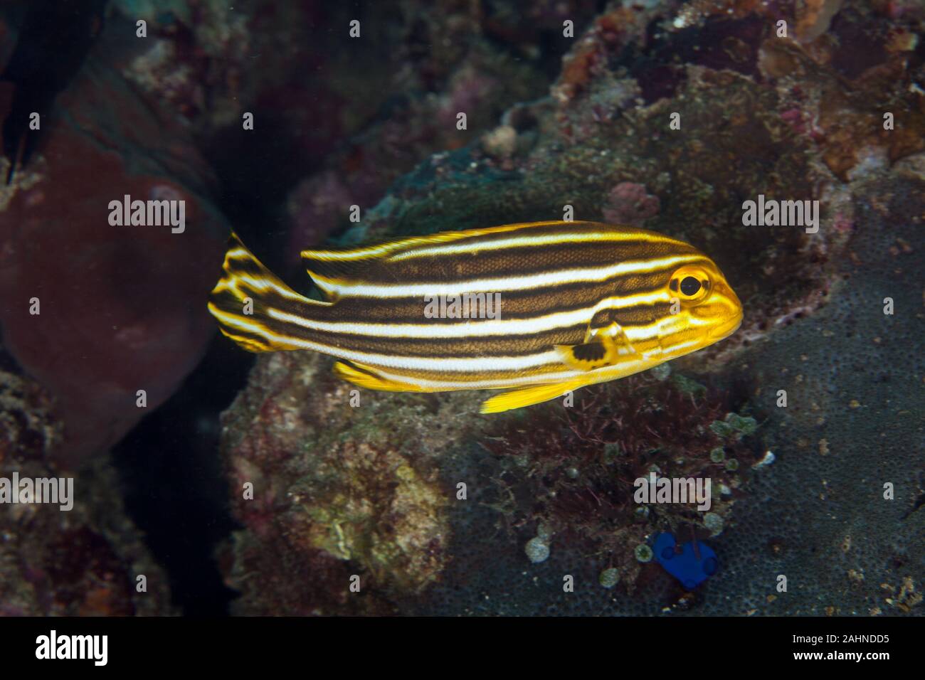 Plectorhinchus lessonii hi-res stock photography and images - Alamy
