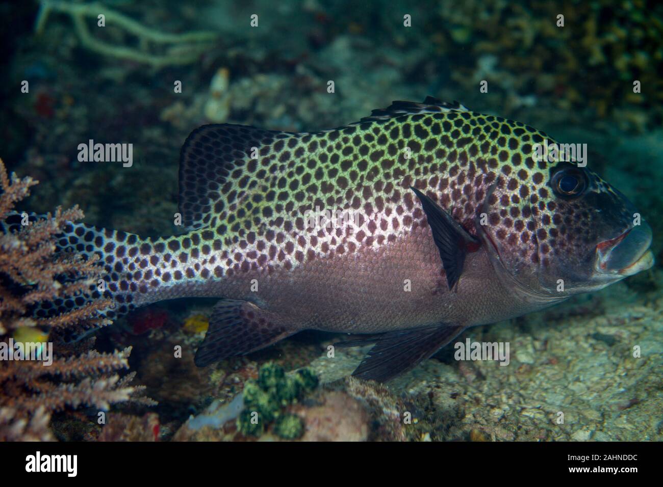 Plectorhinchus chaetodonoides, the harlequin sweetlips Stock Photo - Alamy