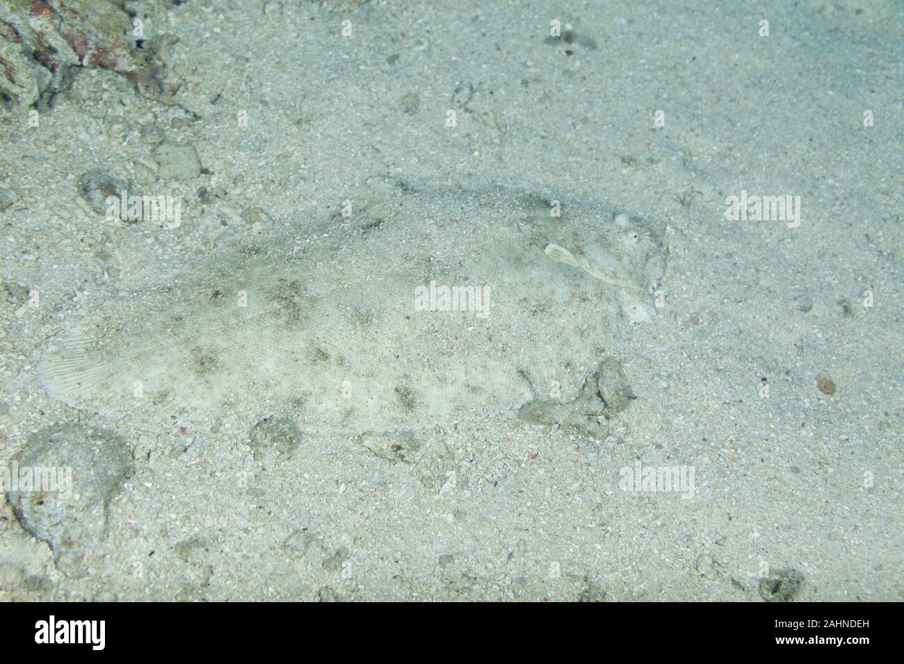 camouflaged Flatfish, Flounder Stock Photo - Alamy