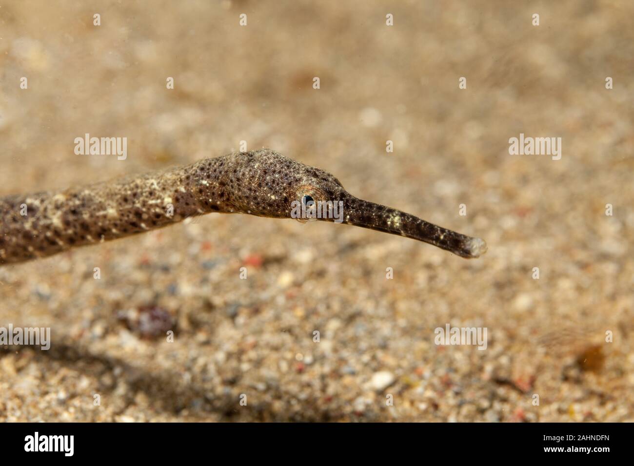Trachyrhamphus longirostris, Pipefishes or pipe-fishes (Syngnathinae ...