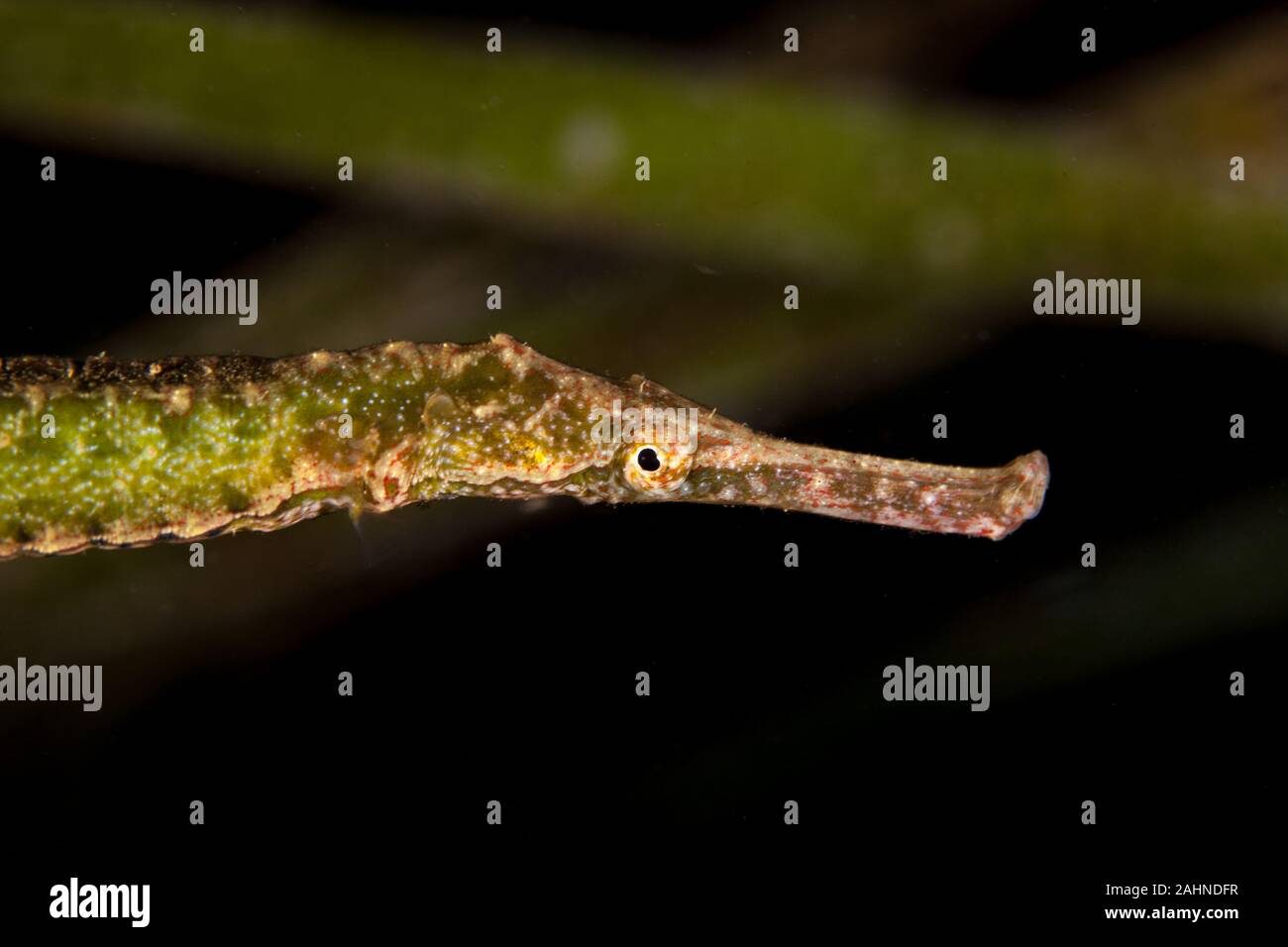 Double ended pipefish hi-res stock photography and images - Alamy