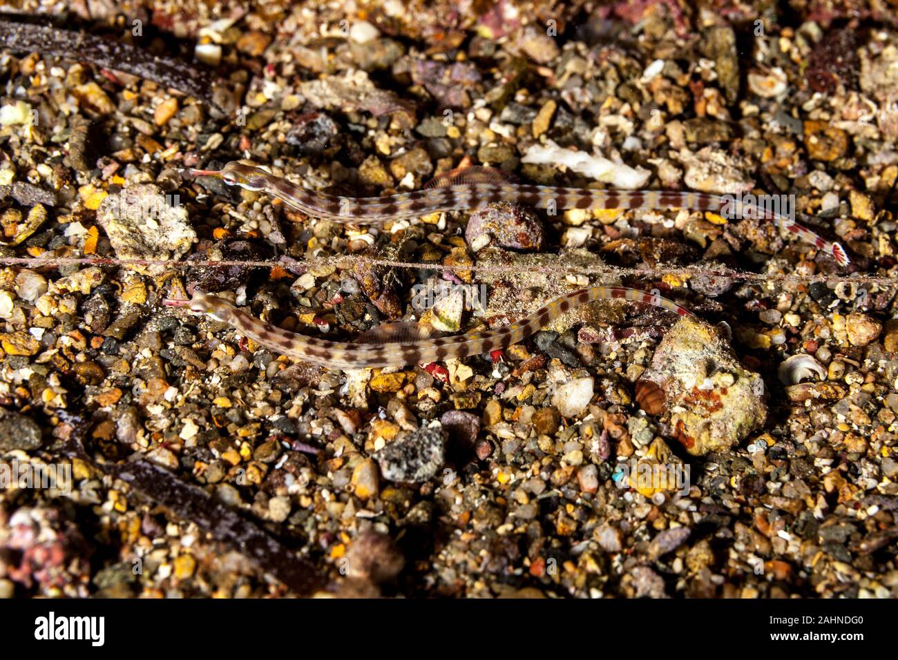 Pipefishes or pipe-fishes (Syngnathinae) are a subfamily of small ...