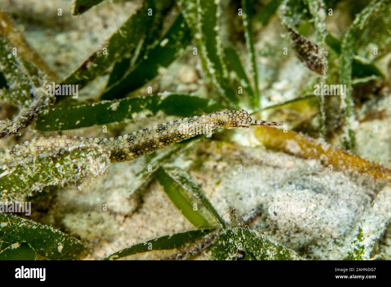 Pipefishes or pipe-fishes (Syngnathinae) are a subfamily of small ...