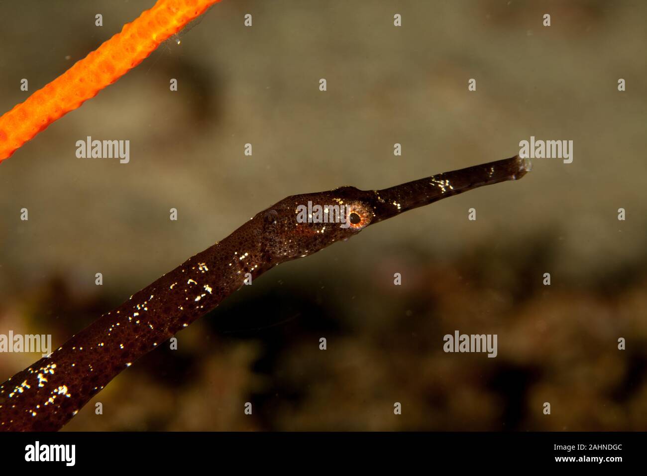 Trachyrhamphus longirostris, Pipefishes or pipe-fishes (Syngnathinae ...