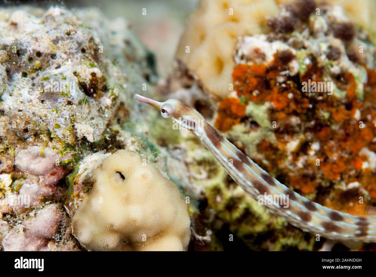 Pipefishes or pipe-fishes (Syngnathinae) are a subfamily of small ...