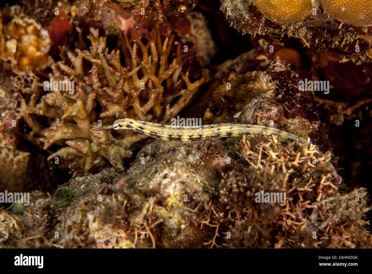 Pipefishes or pipe-fishes (Syngnathinae) are a subfamily of small ...
