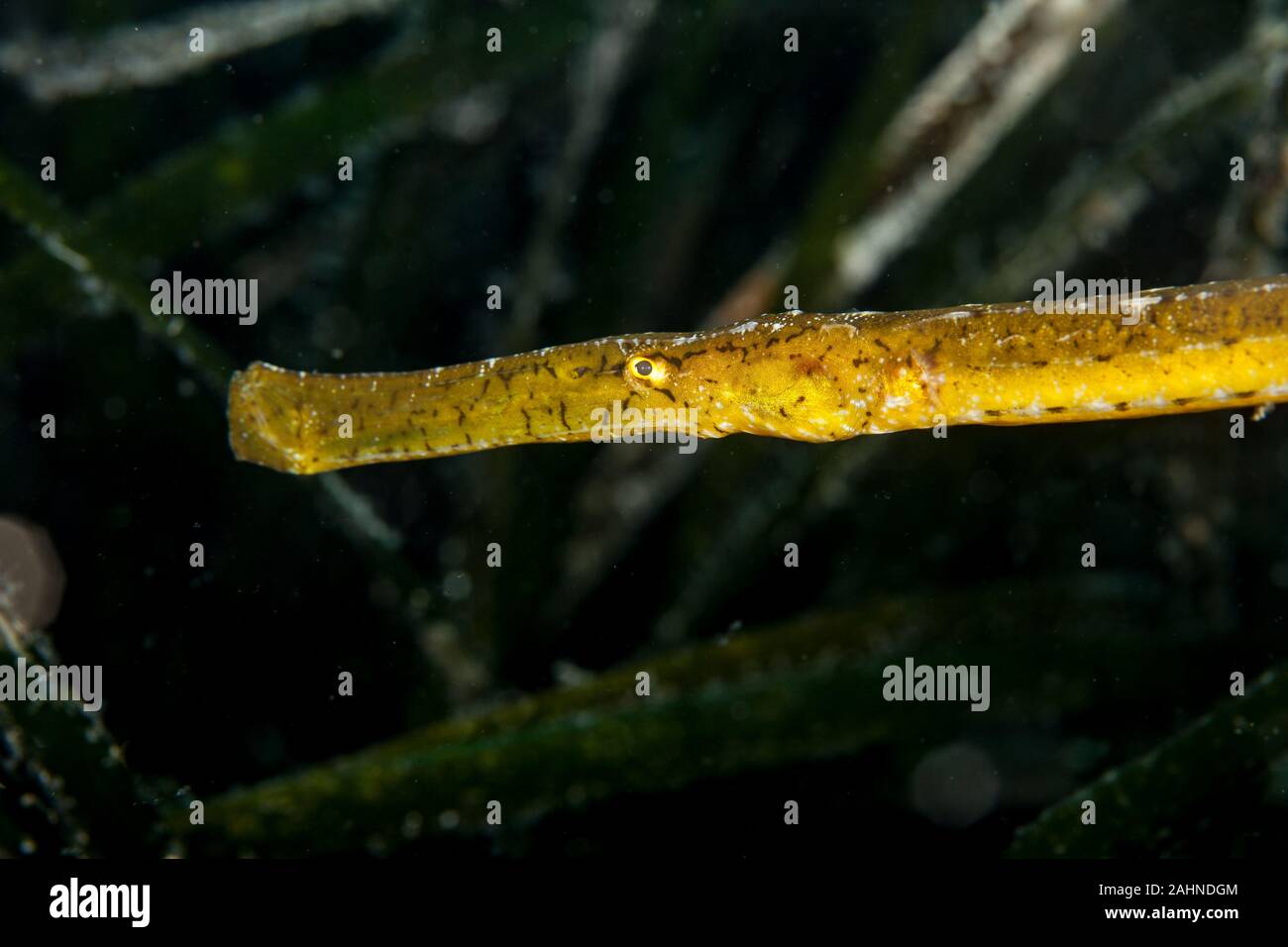 Pipefishes or pipe-fishes (Syngnathinae) are a subfamily of small ...