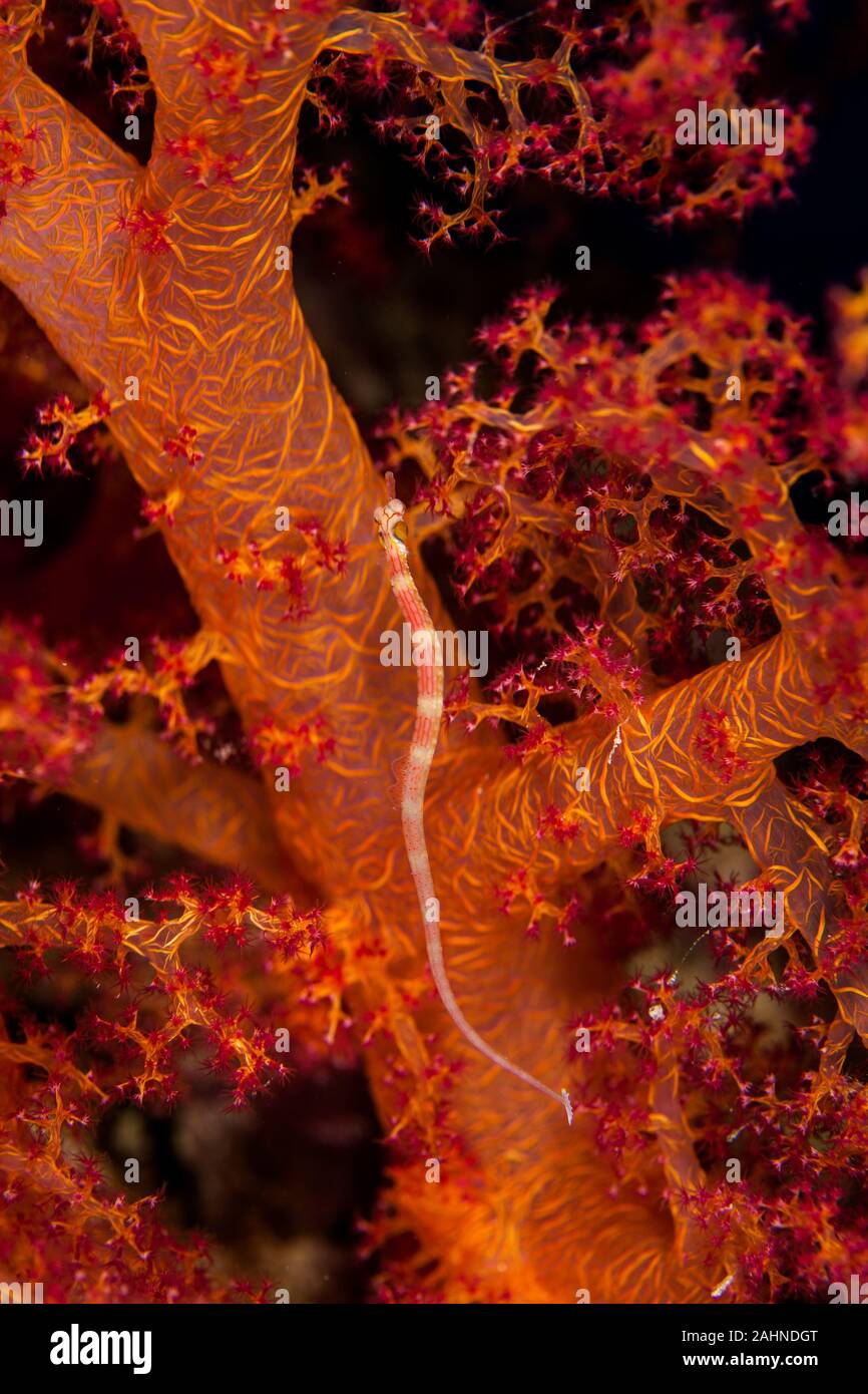 Pipefishes or pipe-fishes (Syngnathinae) are a subfamily of small ...