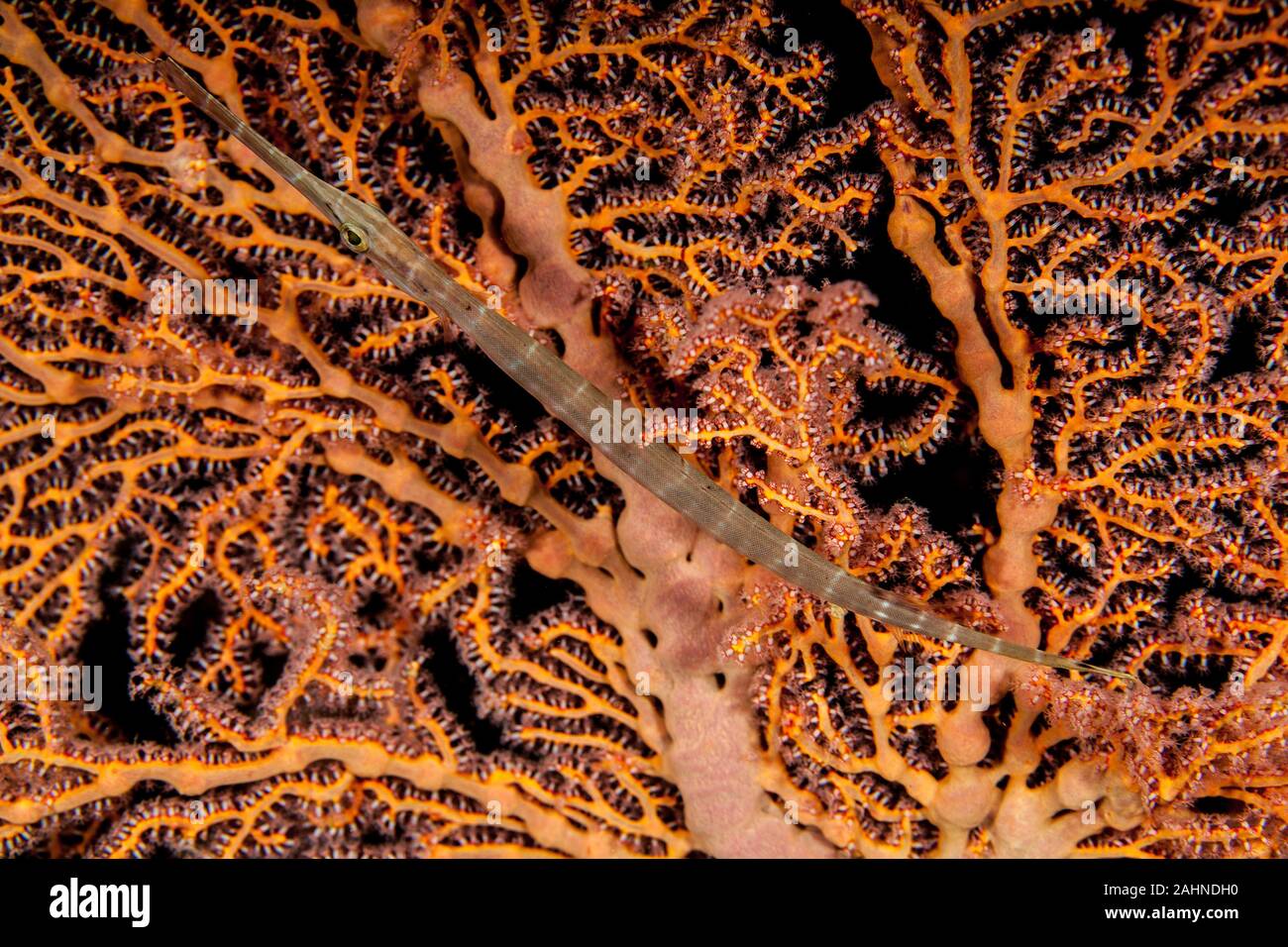 Flutemouths hi-res stock photography and images - Alamy