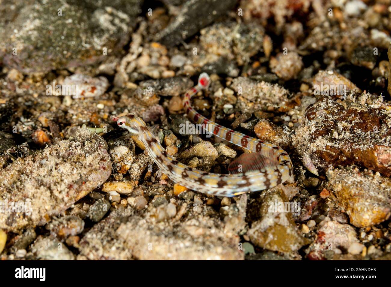 Pipefishes or pipe-fishes (Syngnathinae) are a subfamily of small ...