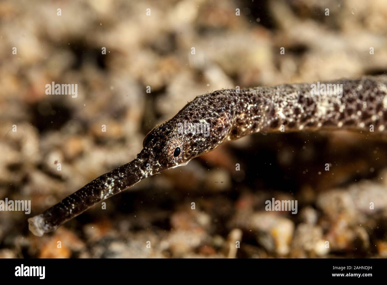 Trachyrhamphus longirostris, Pipefishes or pipe-fishes (Syngnathinae ...