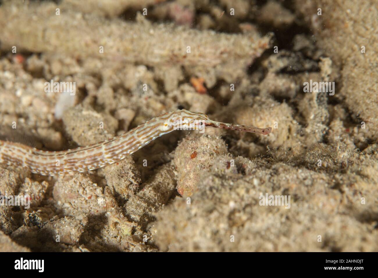 Pipefishes or pipe-fishes (Syngnathinae) are a subfamily of small ...