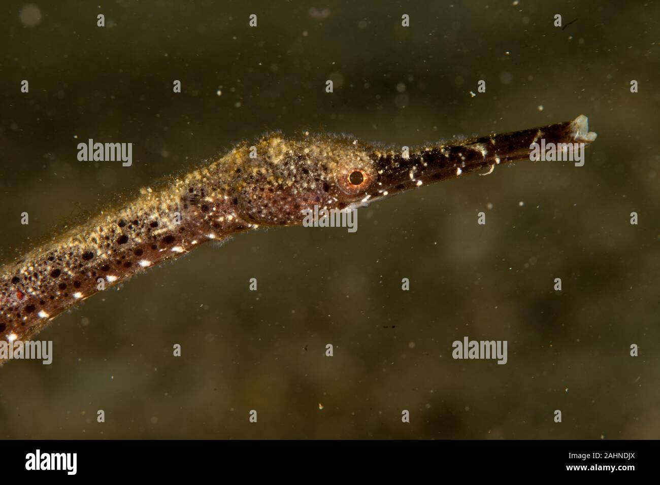 Trachyrhamphus longirostris, Pipefishes or pipe-fishes (Syngnathinae ...