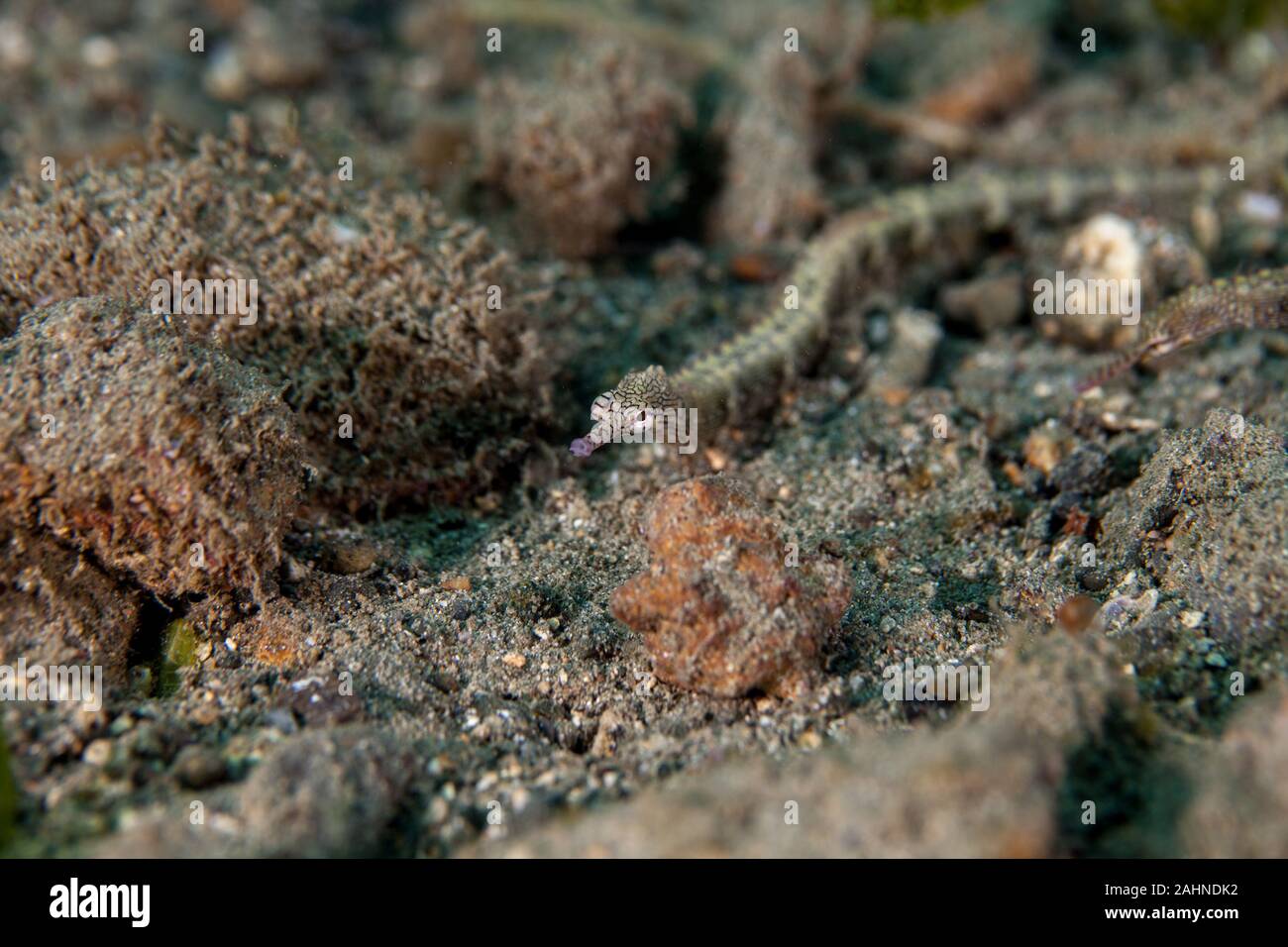 Pipefishes or pipe-fishes (Syngnathinae) are a subfamily of small ...
