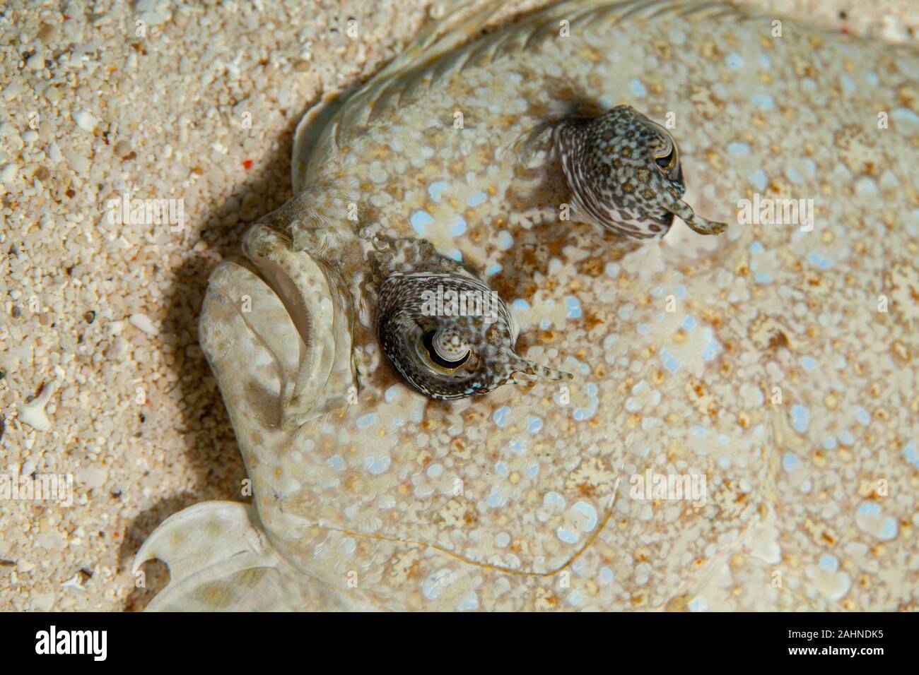 Flatfish is a member of the order Pleuronectiformes of ray-finned ...