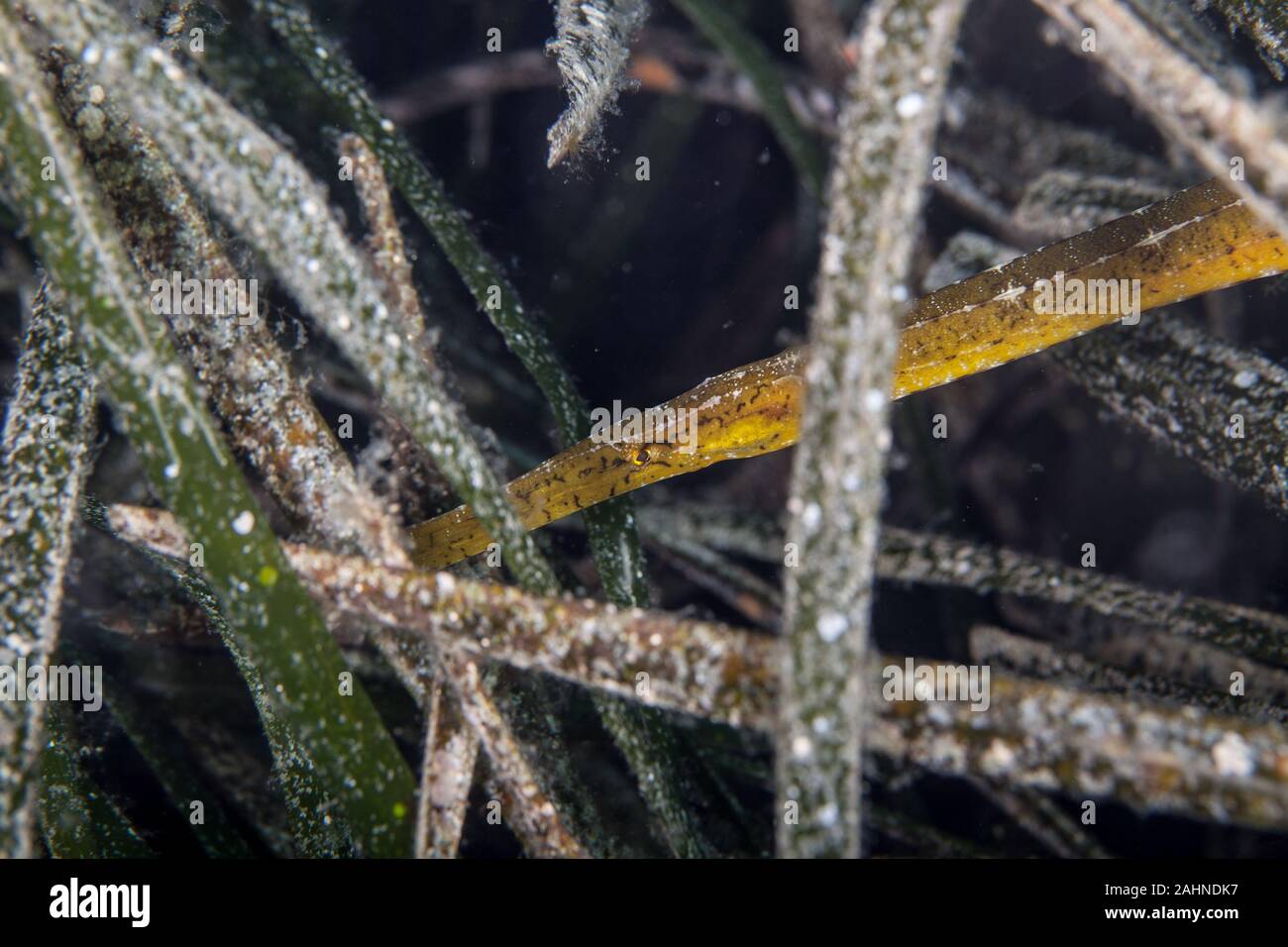 Pipefishes or pipe-fishes (Syngnathinae) are a subfamily of small ...