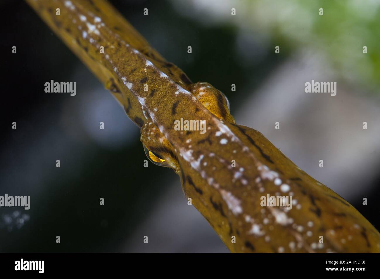 Pipefishes or pipe-fishes (Syngnathinae) are a subfamily of small ...