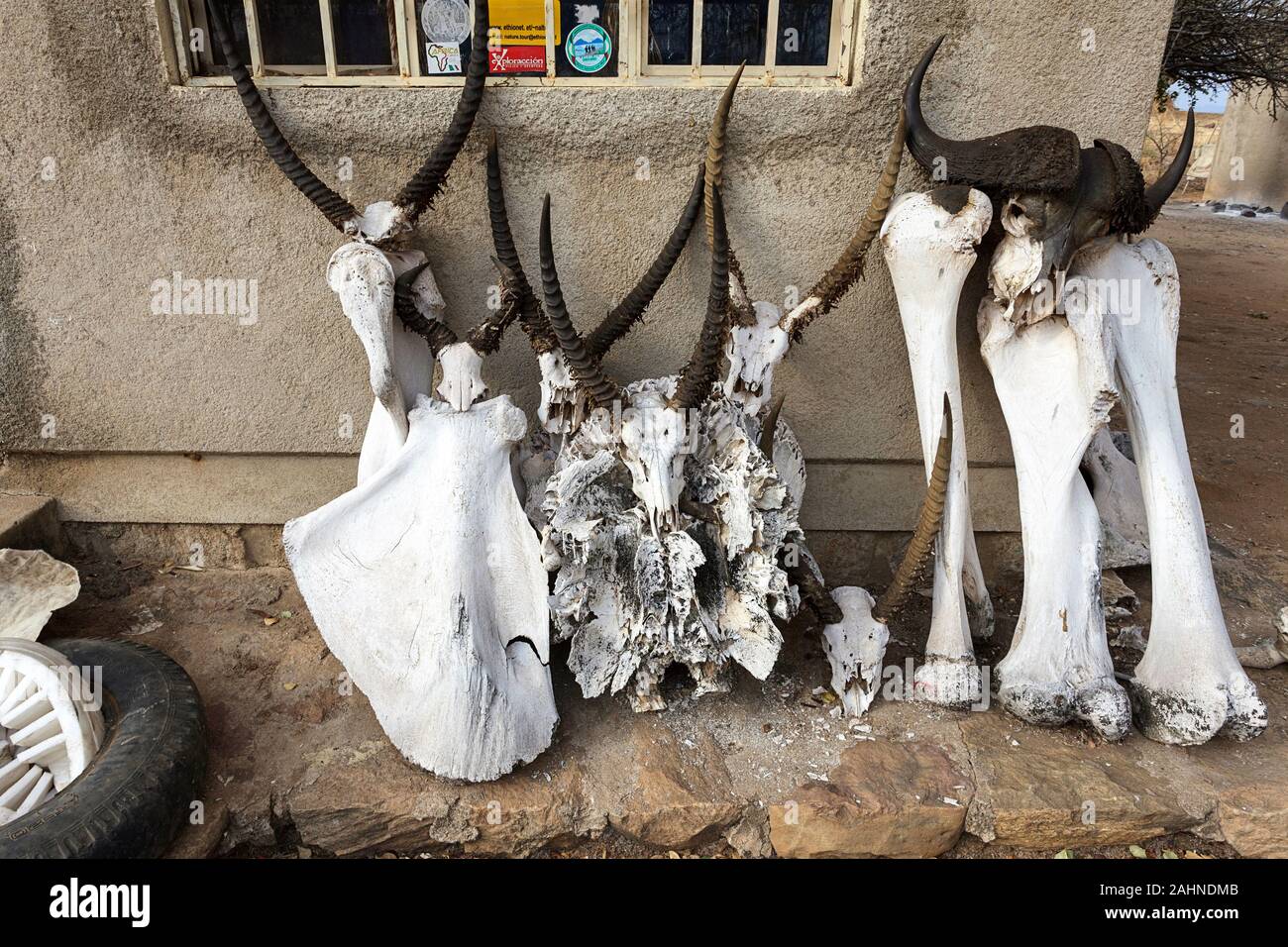 Omo skull hi-res stock photography and images - Alamy