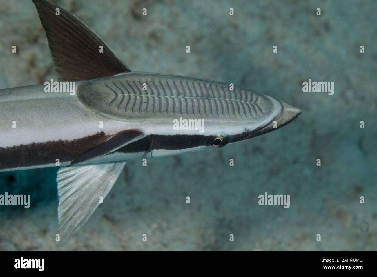 The live sharksucker or slender sharksucker (Echeneis naucrates) is a ...