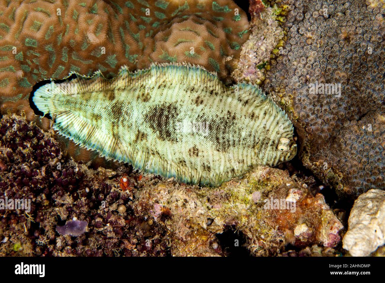 Indian Sole Fish In English at Stacy Dyson blog