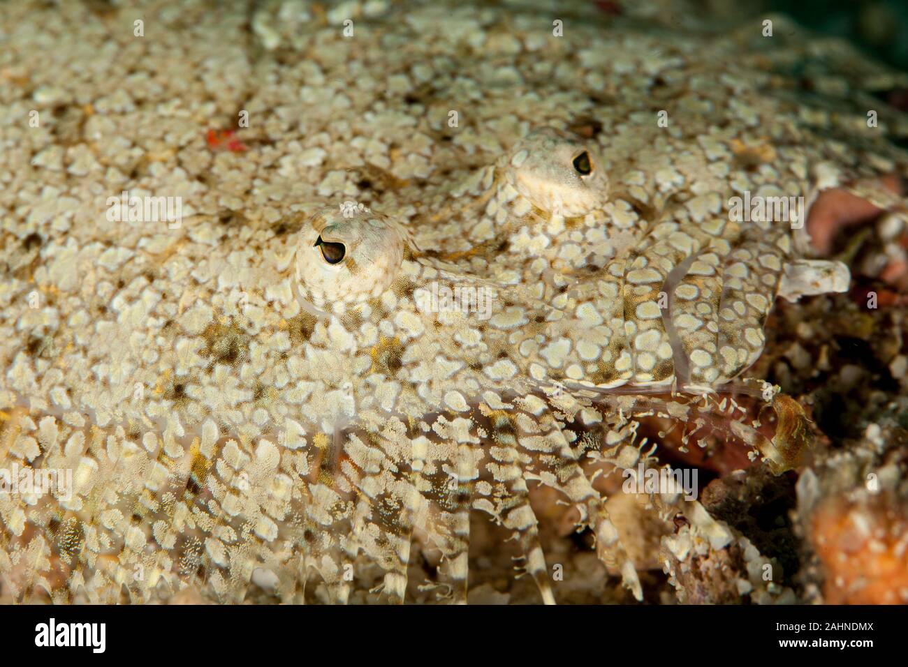 Flatfish is a member of the order Pleuronectiformes of ray-finned ...