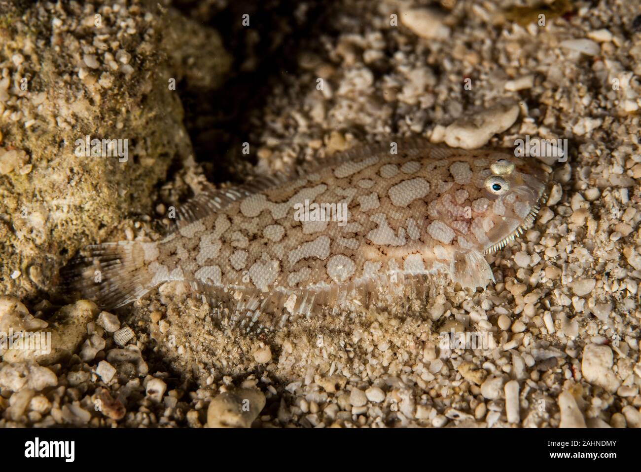 Flatfish is a member of the order Pleuronectiformes of ray-finned ...