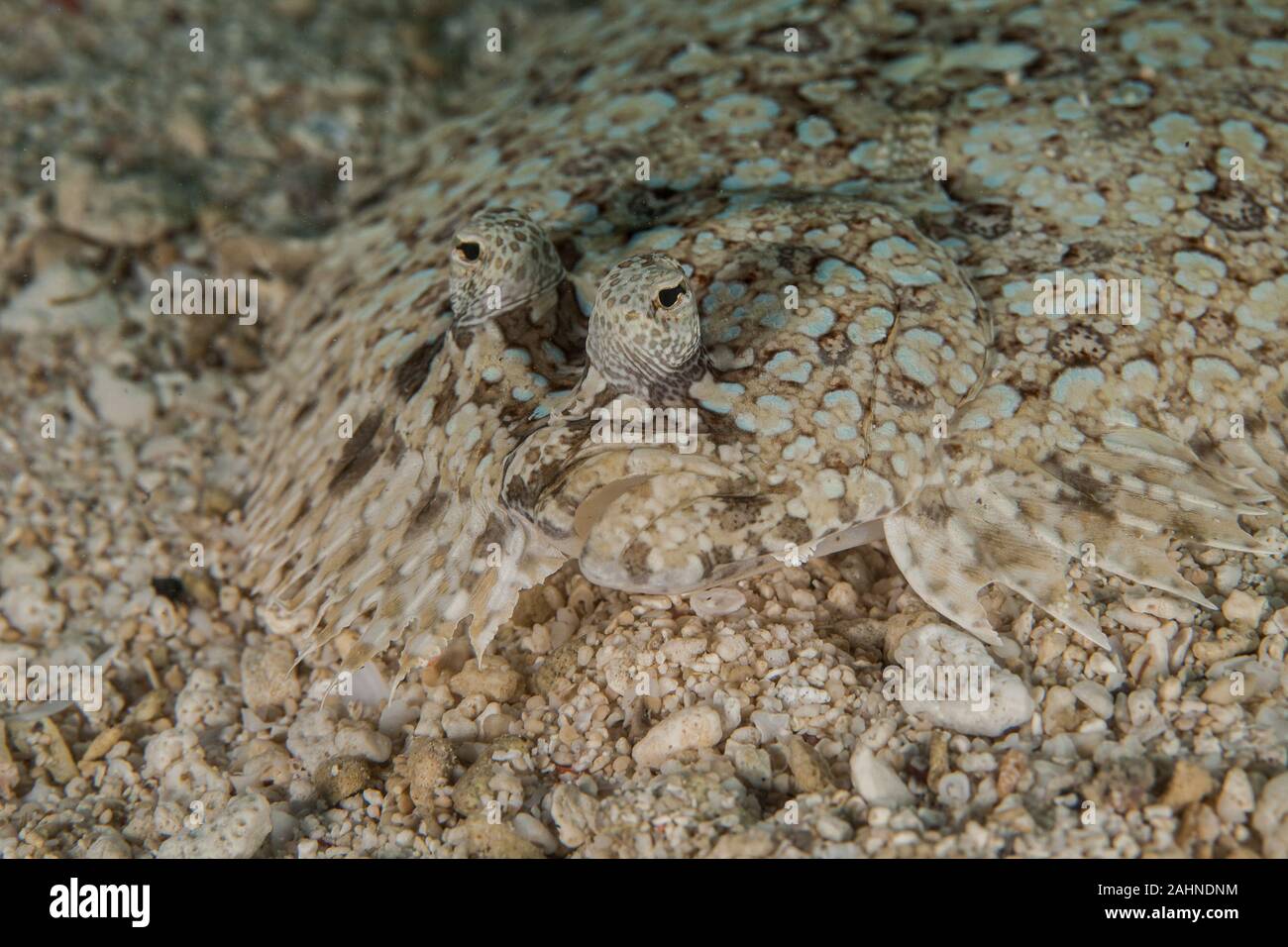 Flatfish is a member of the order Pleuronectiformes of ray-finned ...