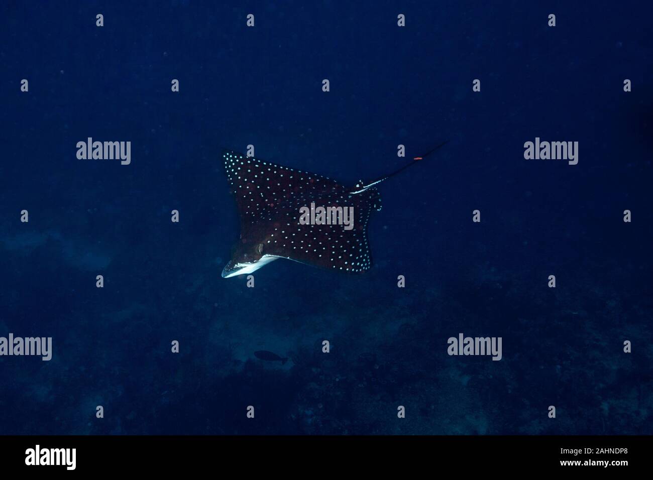 Pacific white spotted eagle ray hi-res stock photography and images - Alamy