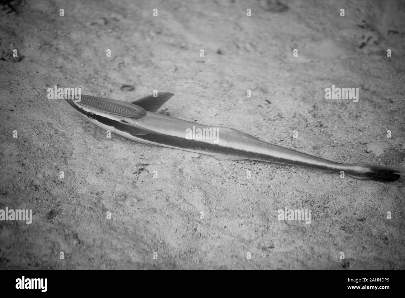 Species of underwater marine fish family Black and White Stock Photos ...