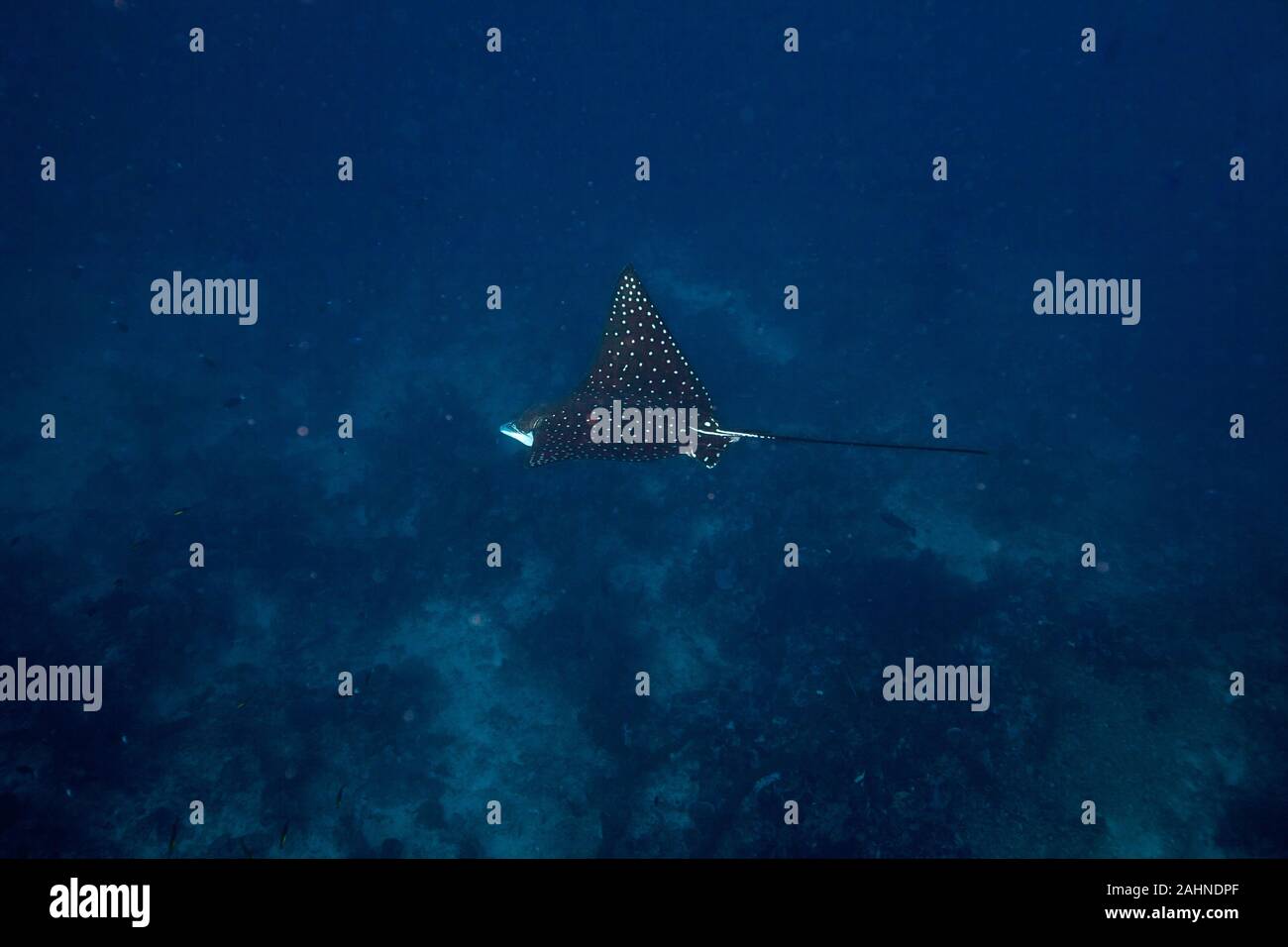 Pacific white spotted eagle ray hi-res stock photography and images - Alamy
