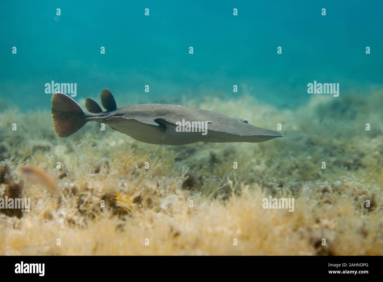 The marbled electric ray (Torpedo marmorata) is a species of electric ...