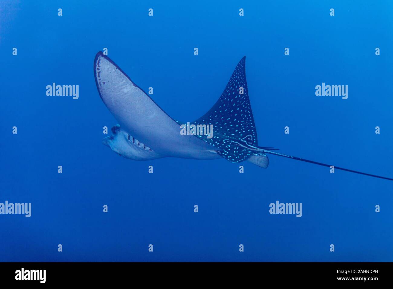 Pacific white spotted eagle ray hi-res stock photography and images - Alamy
