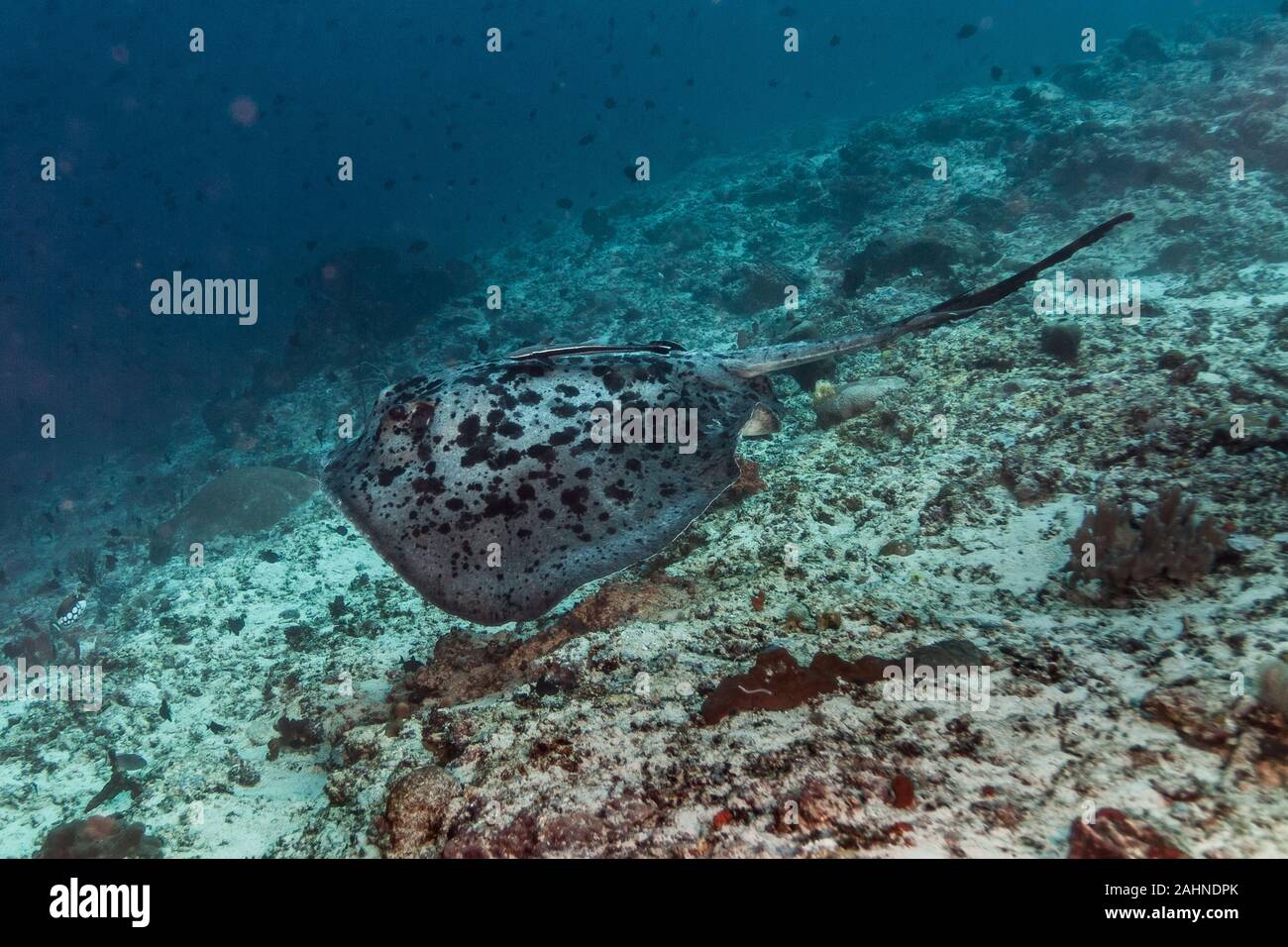The round ribbontail ray (Taeniura meyeni) is a species of stingray ...