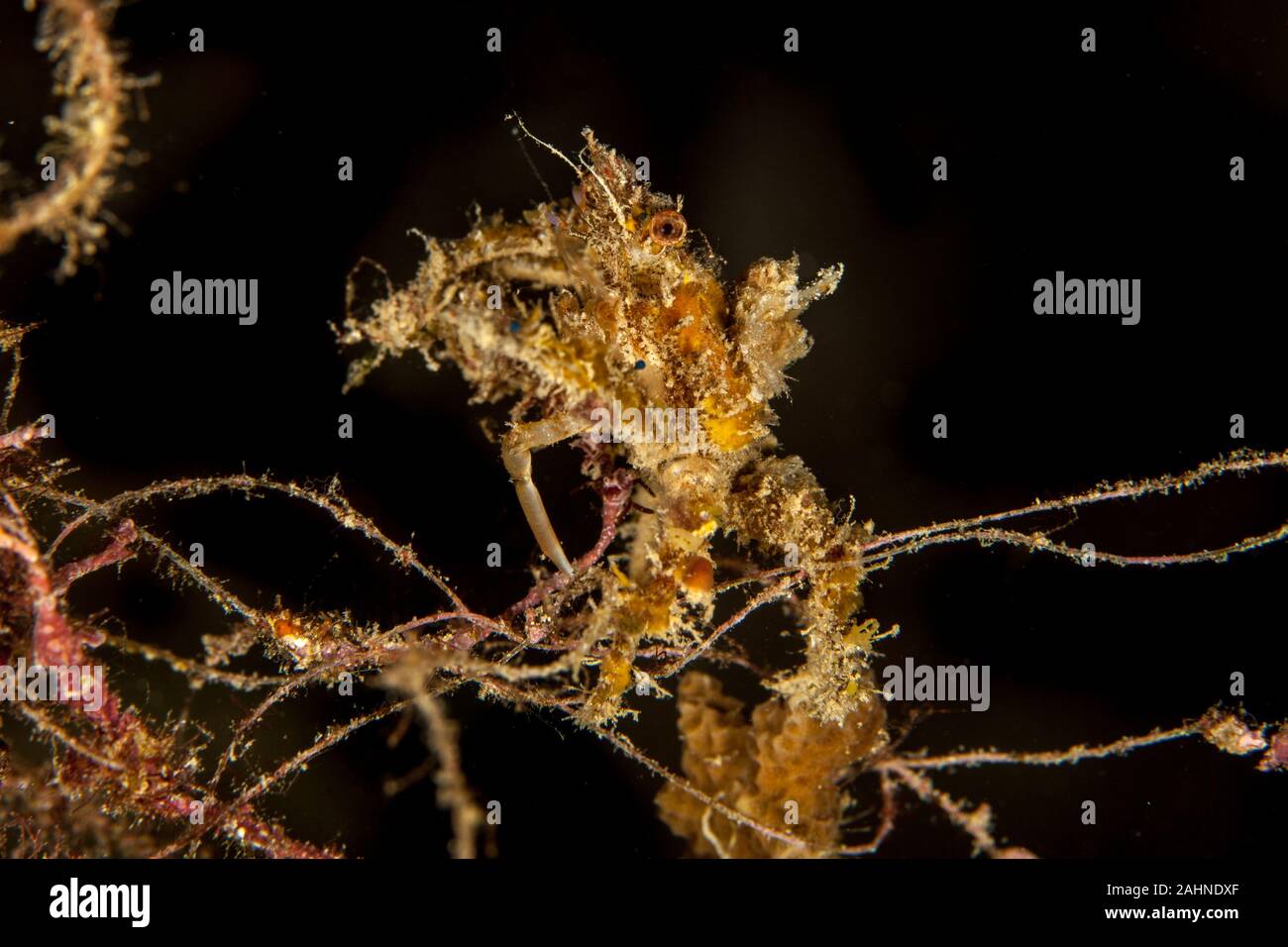 Majoidea, Spider crab Stock Photo - Alamy